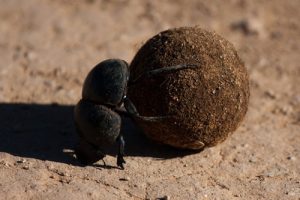 Addo Flightless Dung Beetles - Chrislin