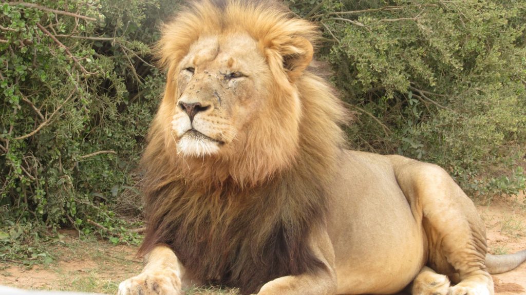 Facts about South Africa's Big 7 Animals | Chrislin Lodge