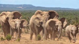 Evolution of Addo Tuskless Elephants - Chrislin