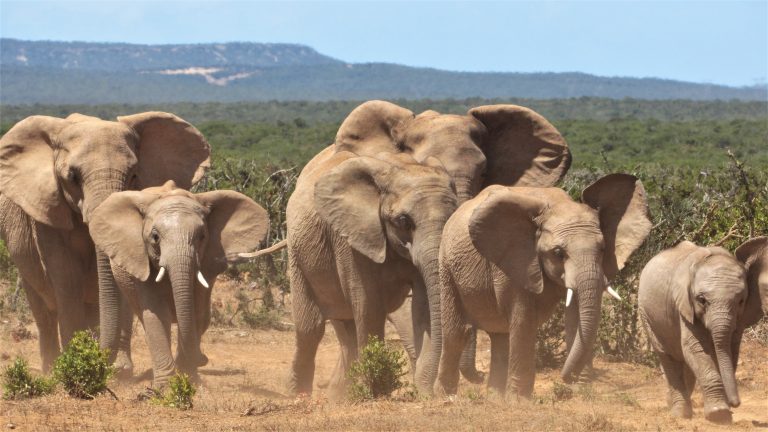 Facts about South Africa's Big 7 Animals | Chrislin Lodge