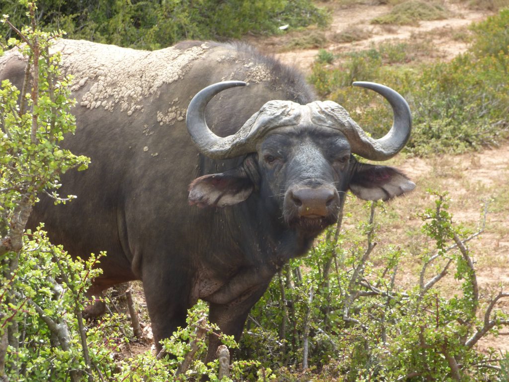 Facts about South Africa's Big 7 Animals | Chrislin Lodge