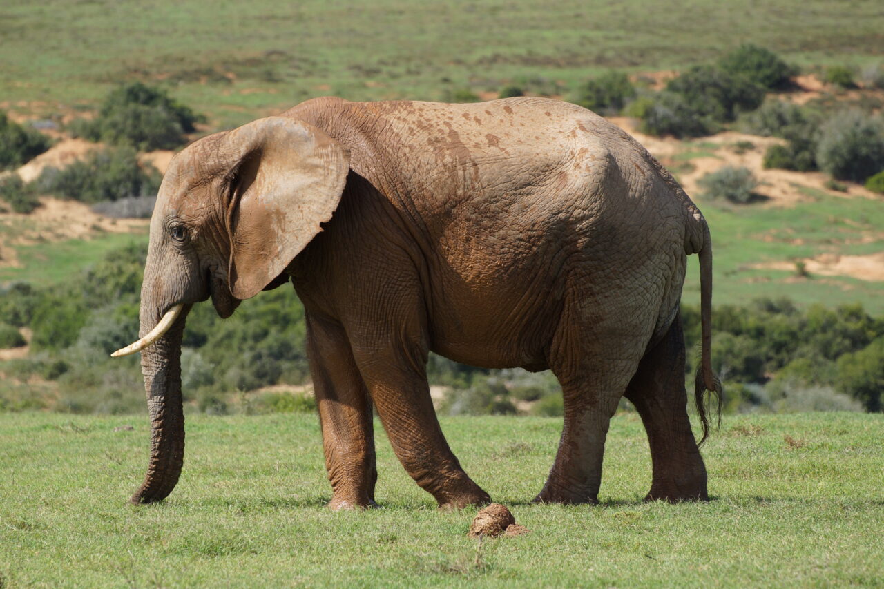 Evolution of Addo Tuskless Elephants - Chrislin